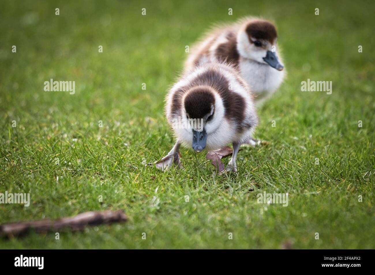 Egyptian goose foraging in grass hi-res stock photography and images ...
