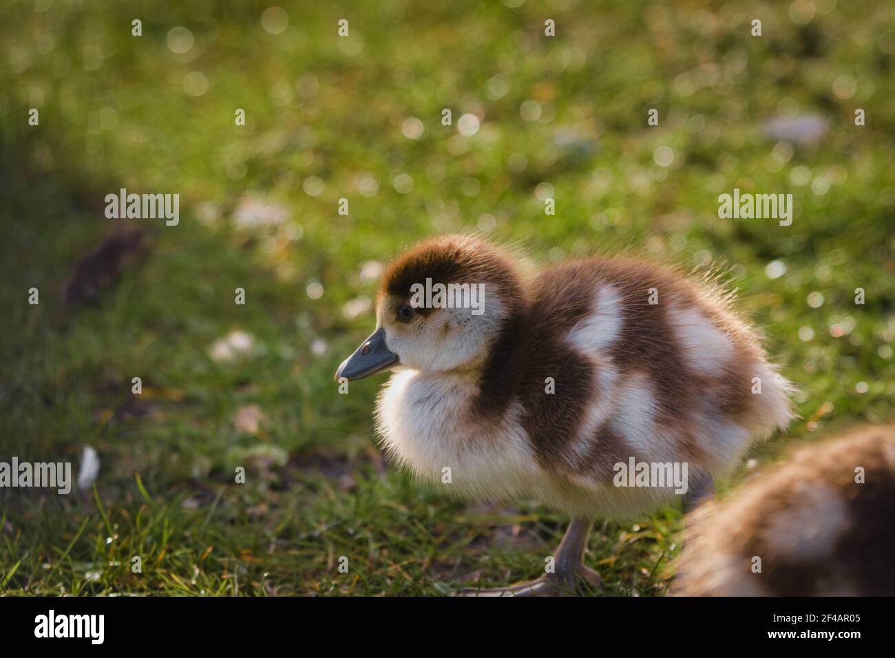 Baby Egyptian geese goslings, Alopochen aegyptiaca, grazing on the ...