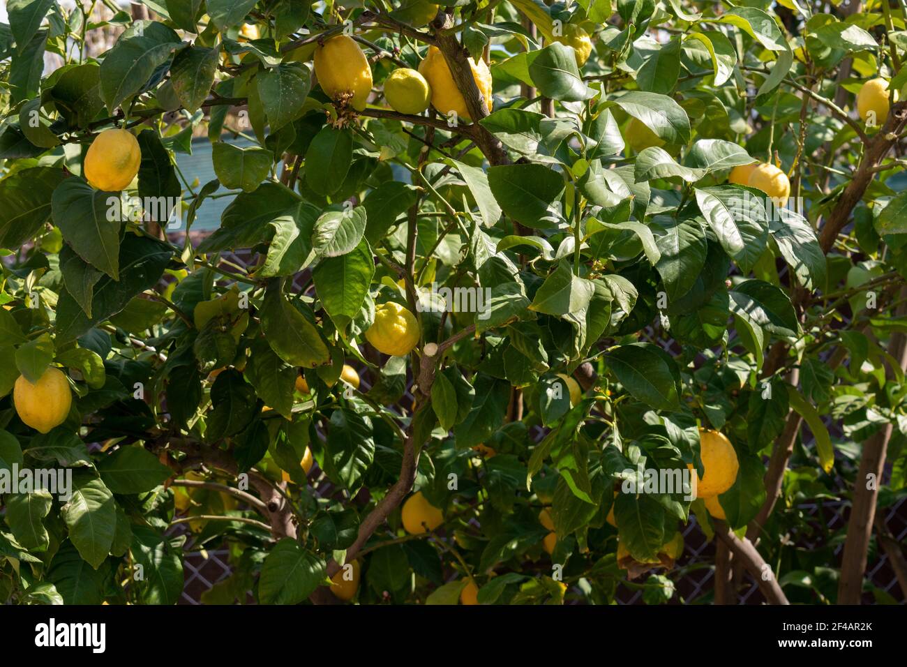 A lemon tree with ripe yellow lemons on a sunny day Stock Photo - Alamy