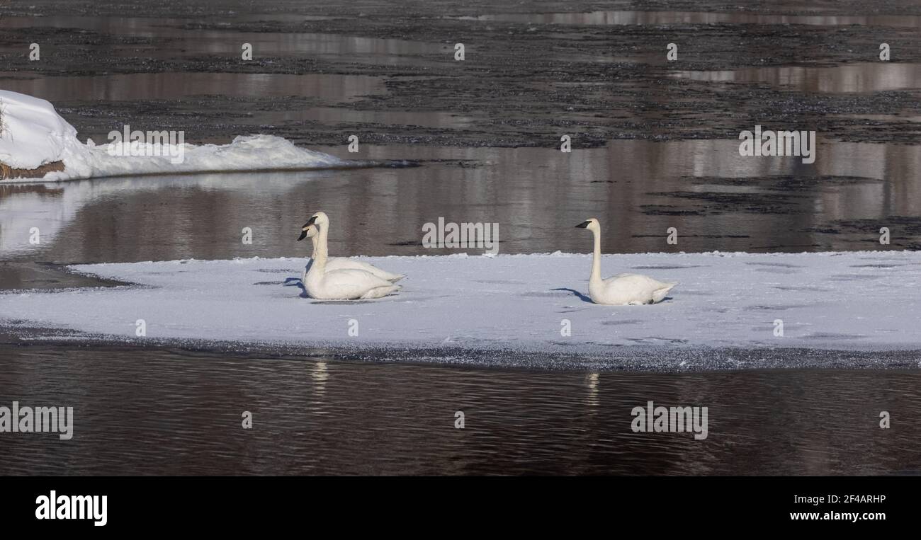 Trumpeter swans resting on a patch of ice in northern Wisconsin Stock ...