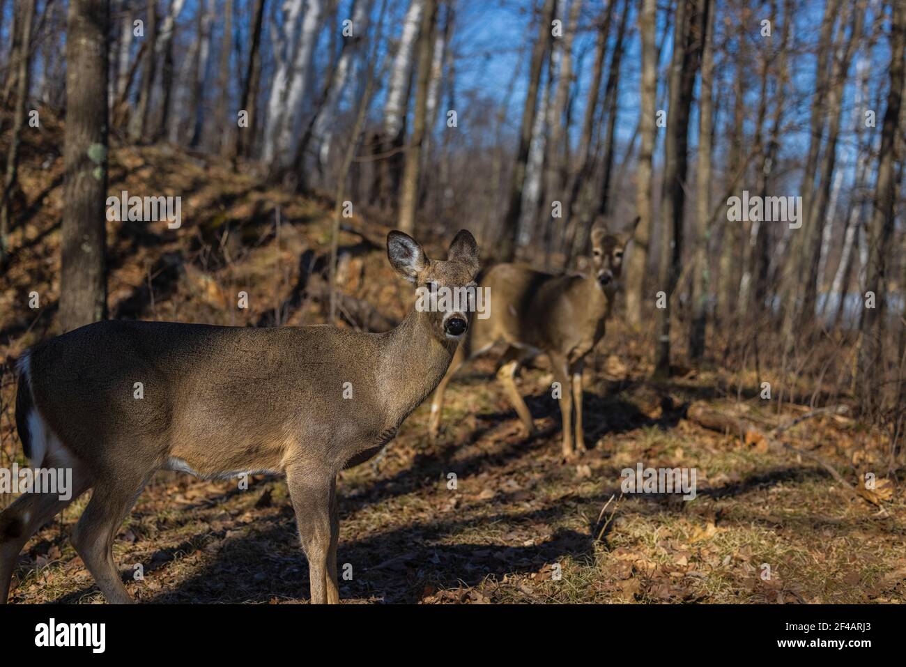 Springtime woodland fauna hi-res stock photography and images - Alamy
