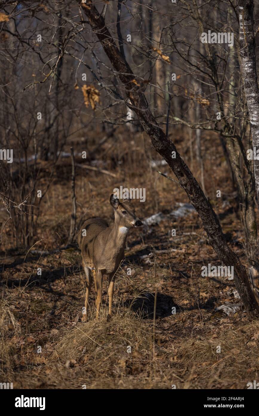 White-tailed doe well camouflaged in the shadows of a northwoods forest ...