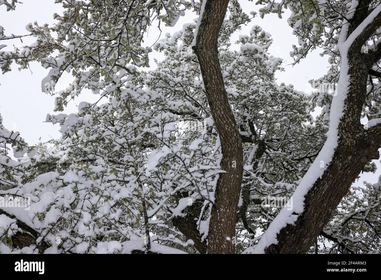 Snow covered oak tree hi-res stock photography and images - Alamy