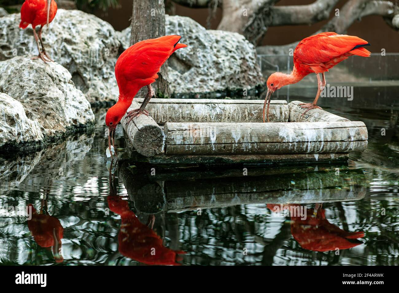 Roter ibis hi-res stock photography and images - Alamy