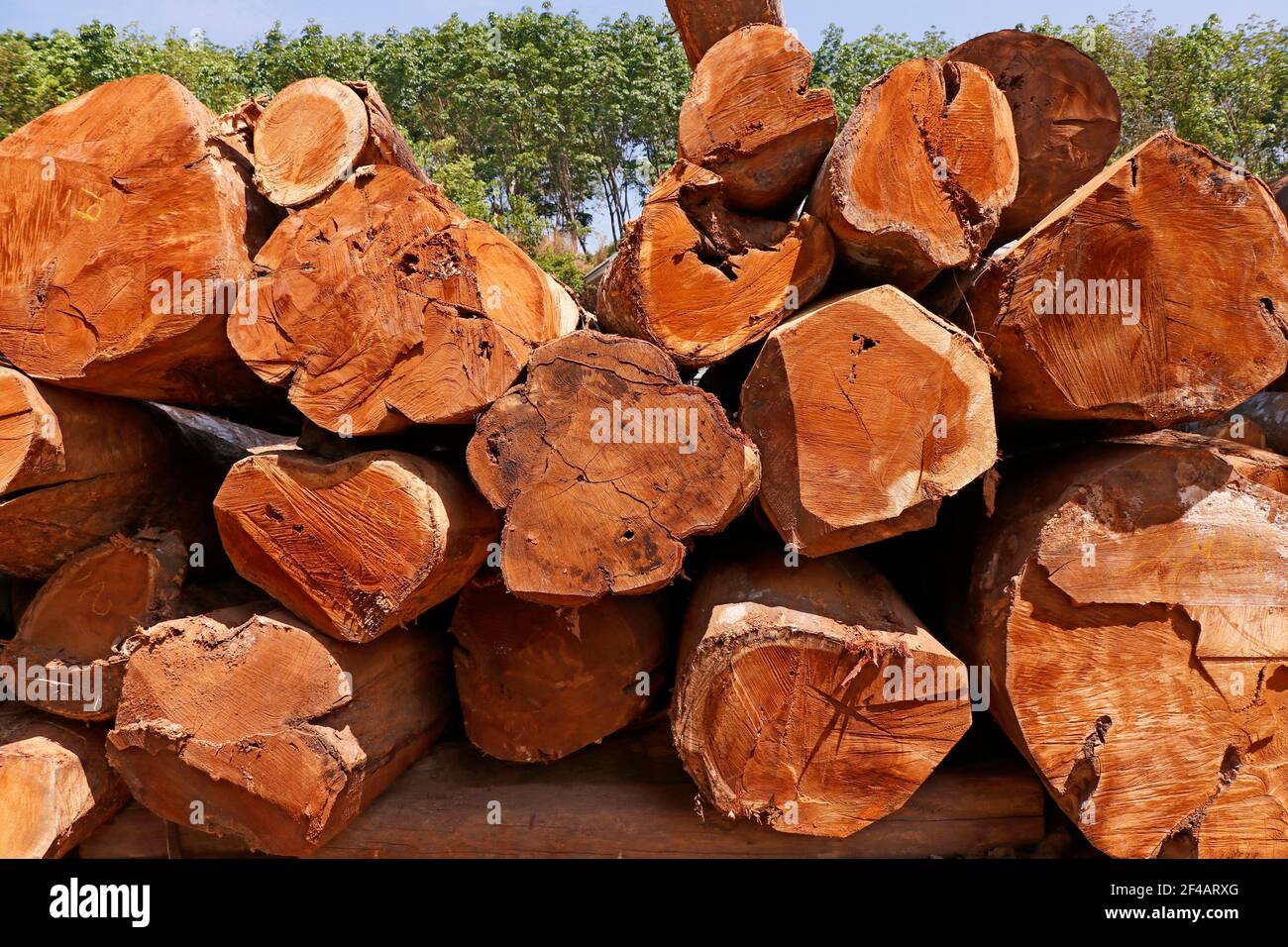 Timber Production High Resolution Stock Photography and Images - Alamy