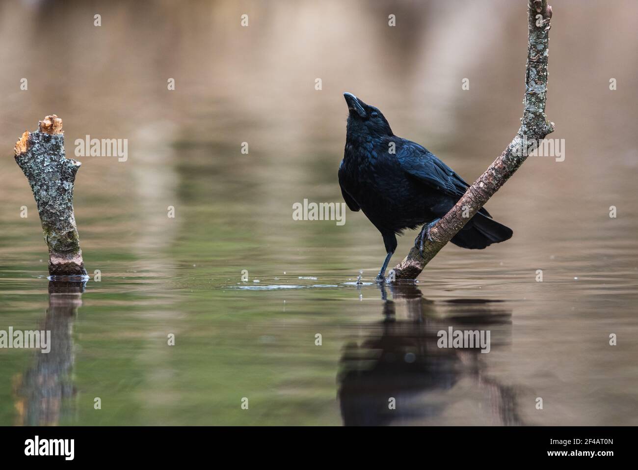 Carrion crow corvus adult water hi-res stock photography and images - Alamy