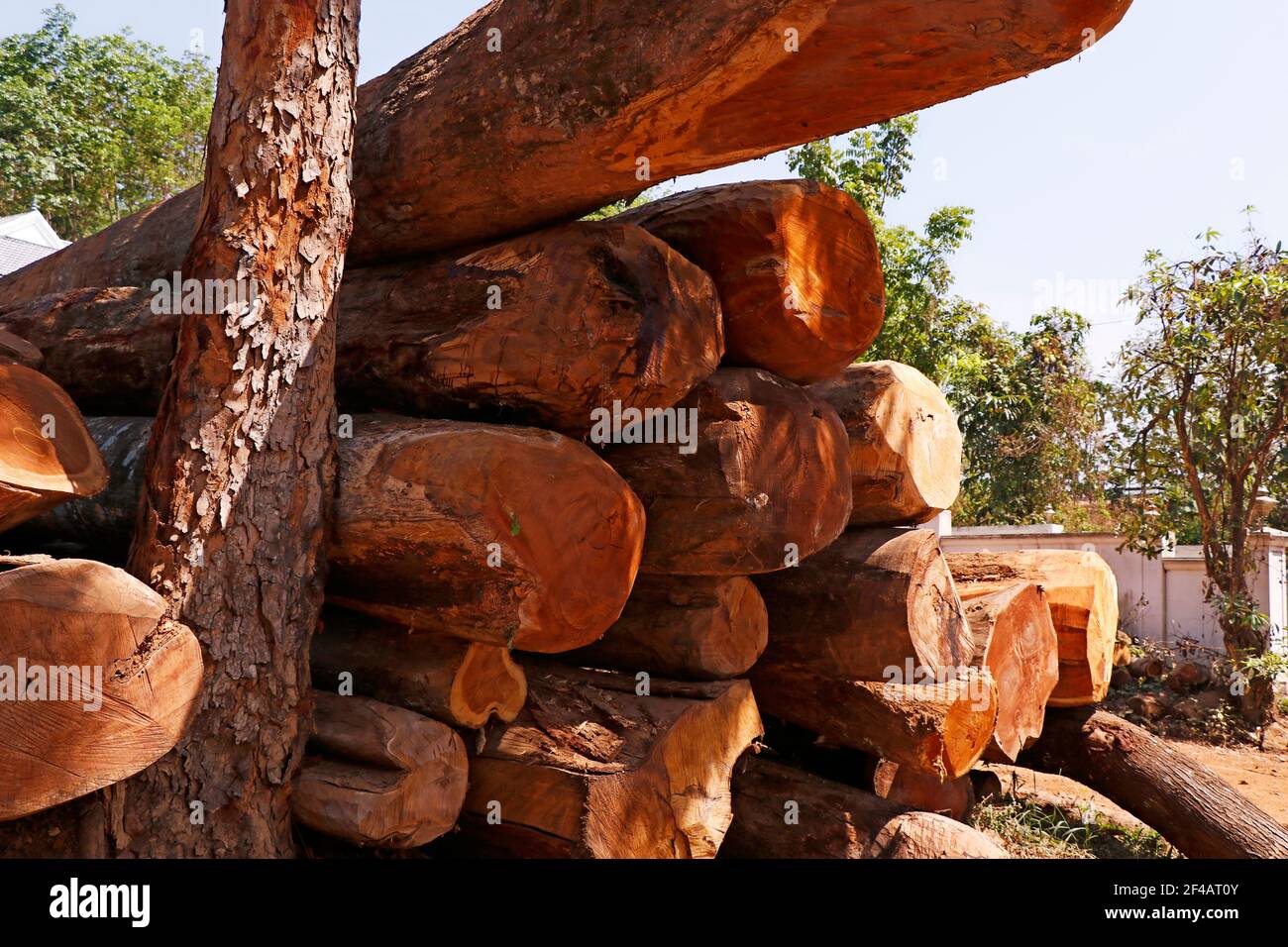 Stacked of rubber wood or parawood log for construction buildings ...