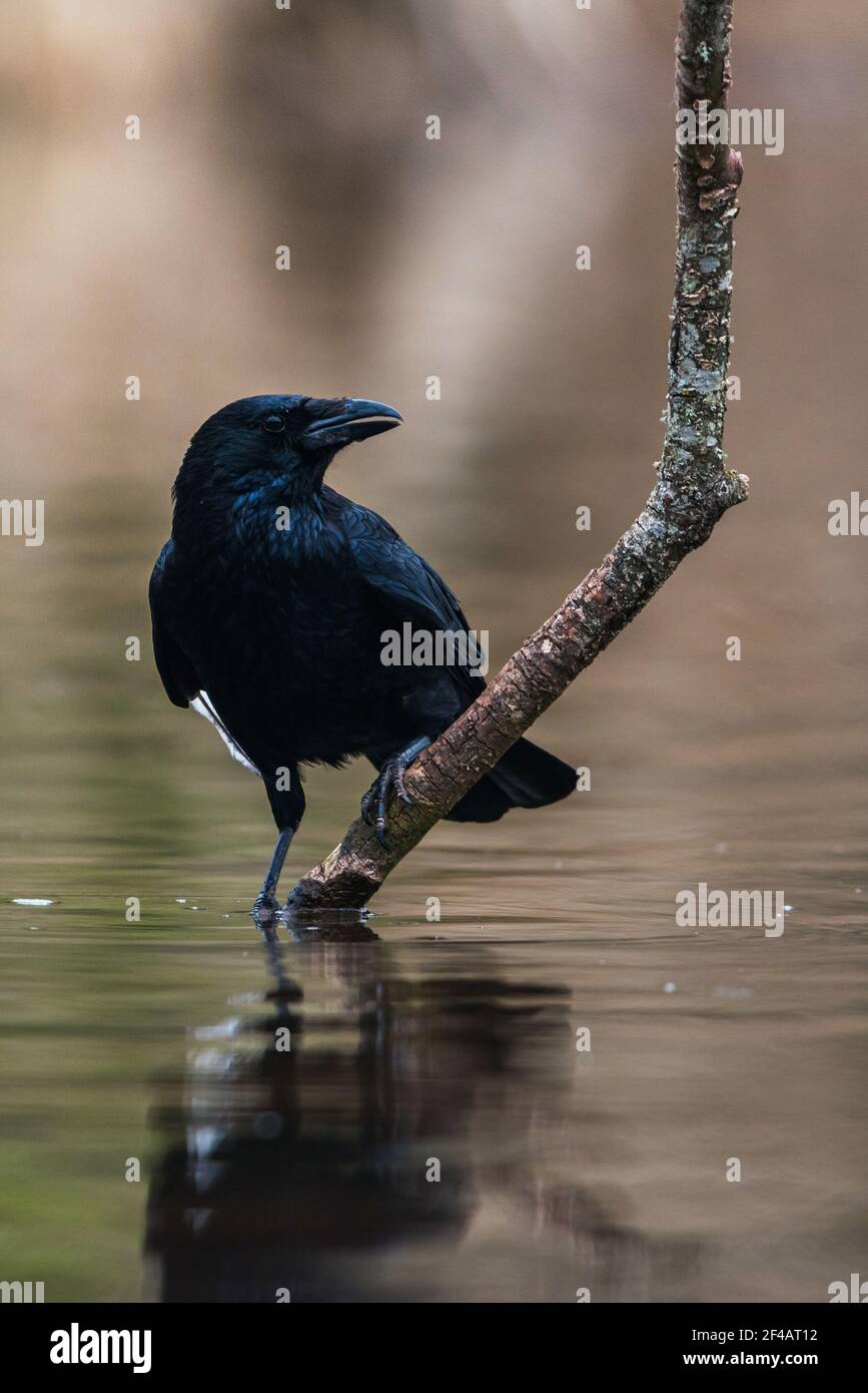 Flying shuttlecock hi-res stock photography and images - Alamy