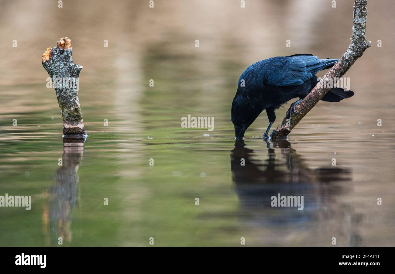 Carrion Crow with white shuttlecock, Corvus Corone - passerine bird ...