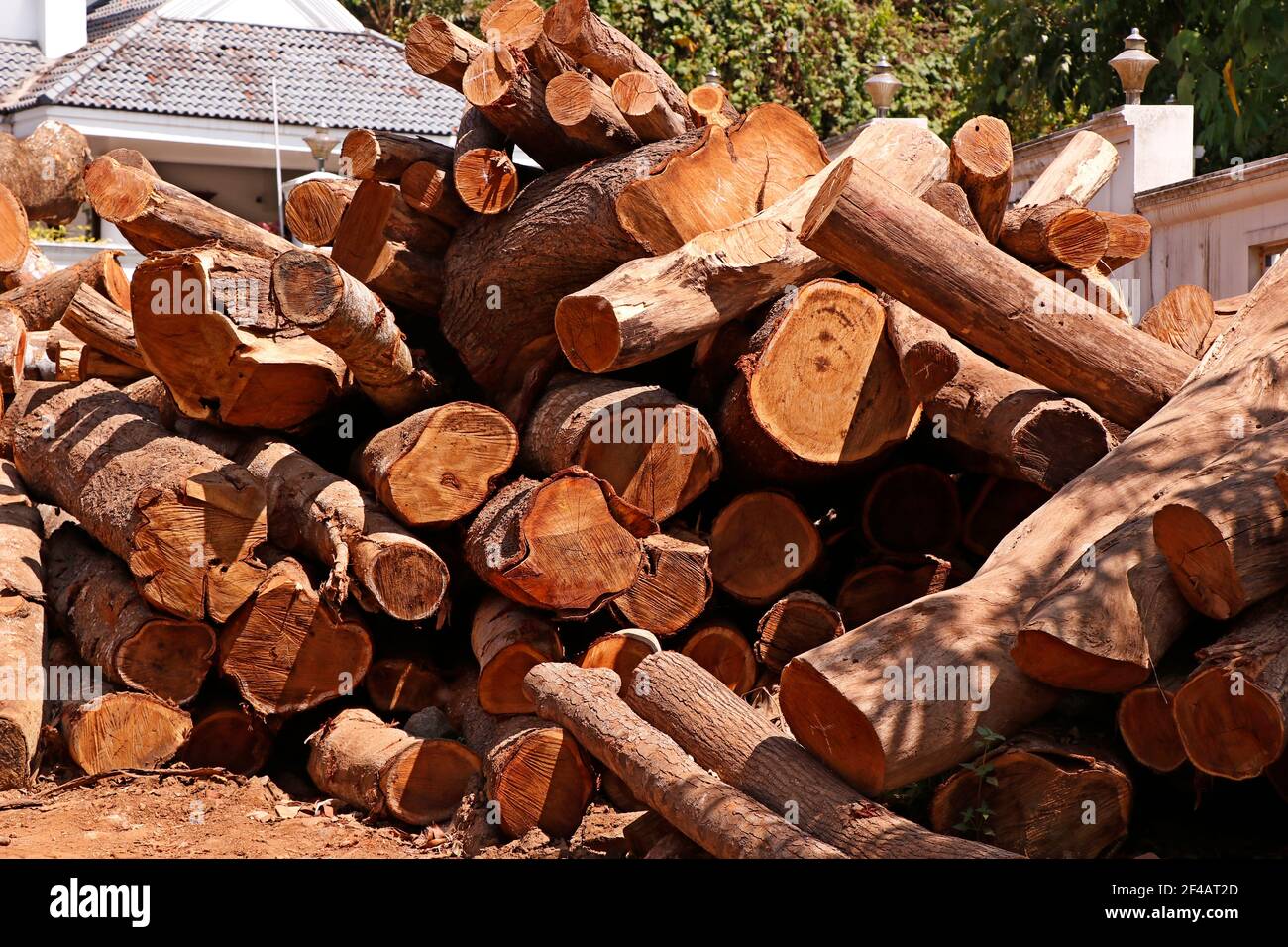 Stacked of rubber wood or parawood log for construction buildings ...