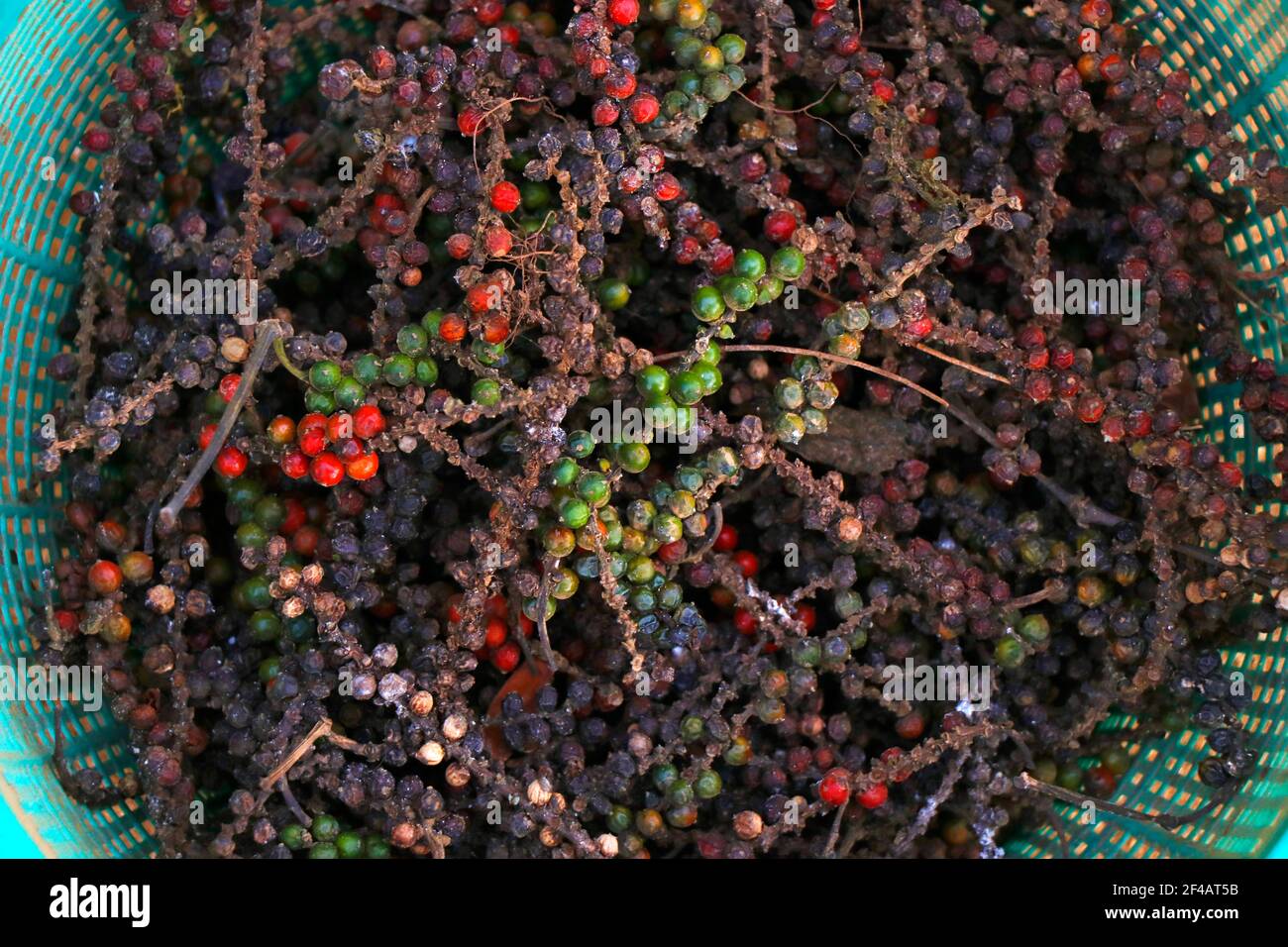 combination of multi colored peppercorns in close up to kept for too ...