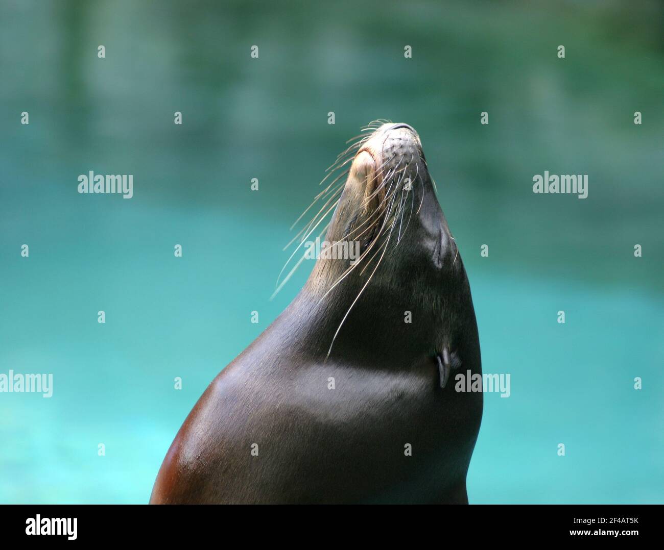 Bask basking in the sun hi-res stock photography and images - Alamy