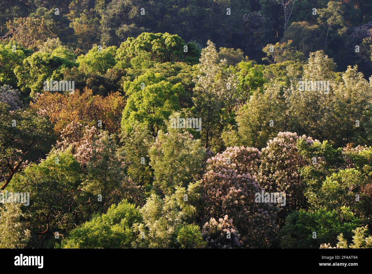 beautiful forest top view from western ghats in kerala india Stock ...