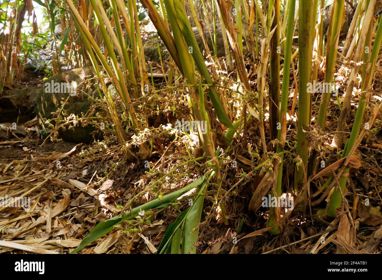 Green and unripe cardamom pods in plant in Kerala, India.is the third ...