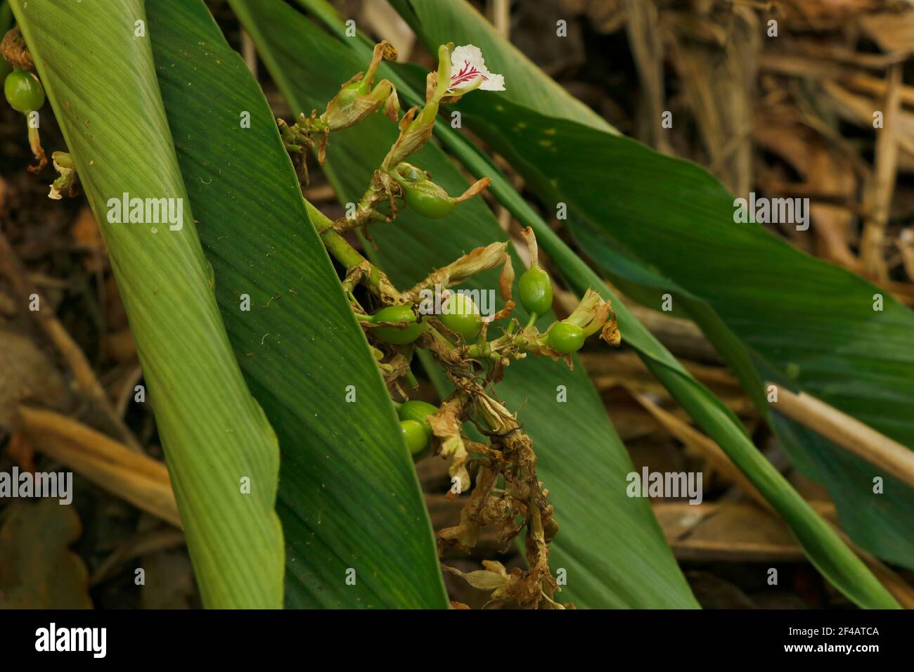 Green and unripe cardamom pods in plant in Kerala, India.is the third ...