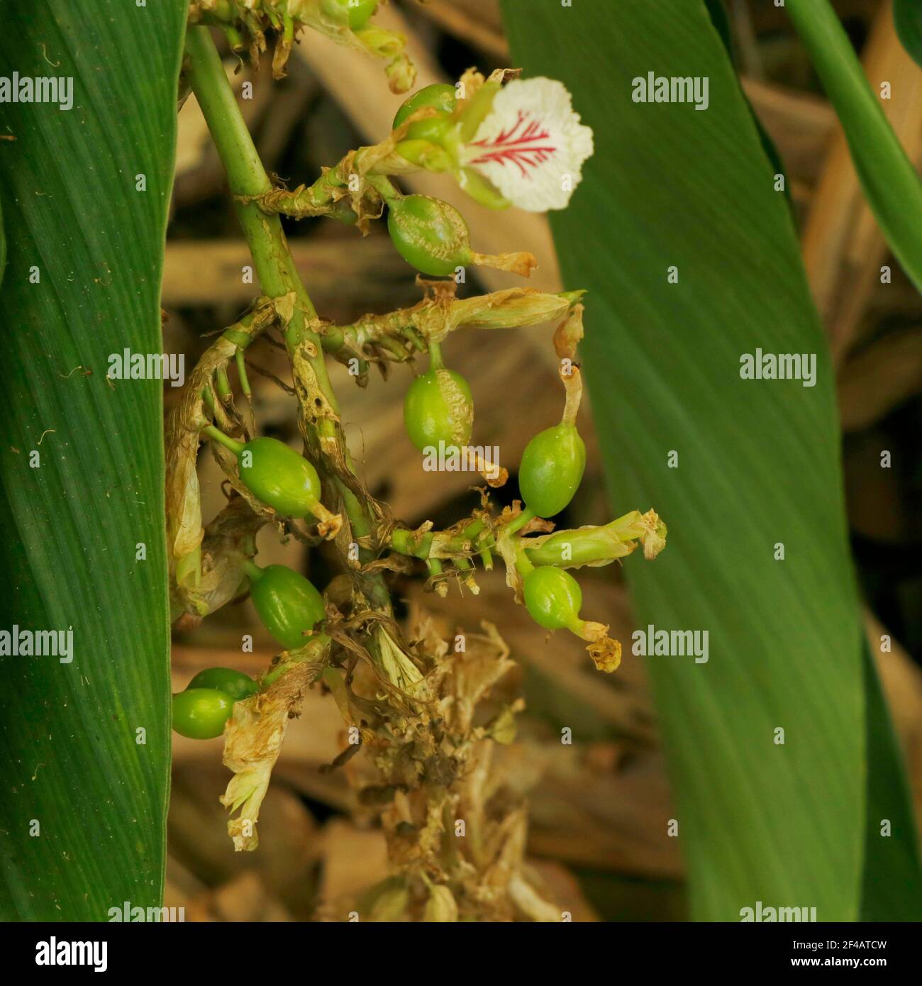Cardamom plant tree hi-res stock photography and images - Alamy