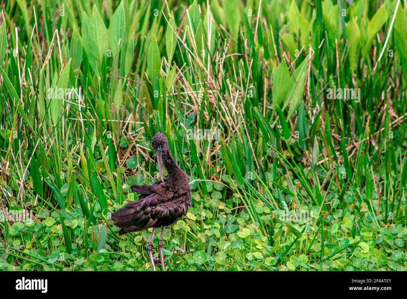 Glossy ibis at nest hi-res stock photography and images - Alamy