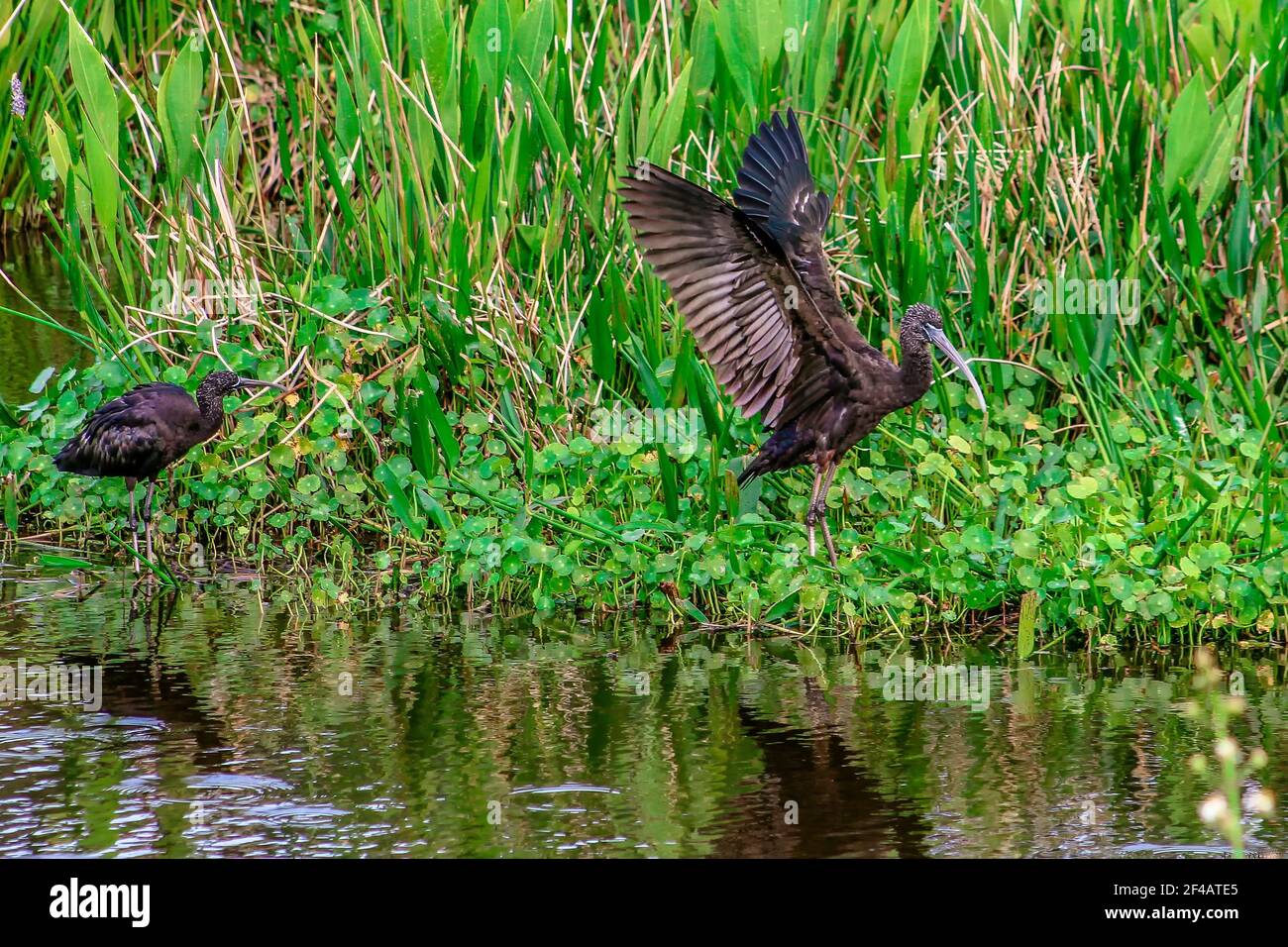Glossy ibis at nest hi-res stock photography and images - Alamy