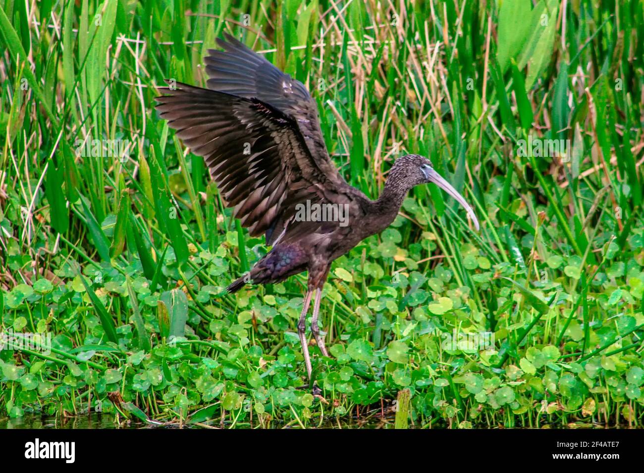 Glossy ibis at nest hi-res stock photography and images - Alamy
