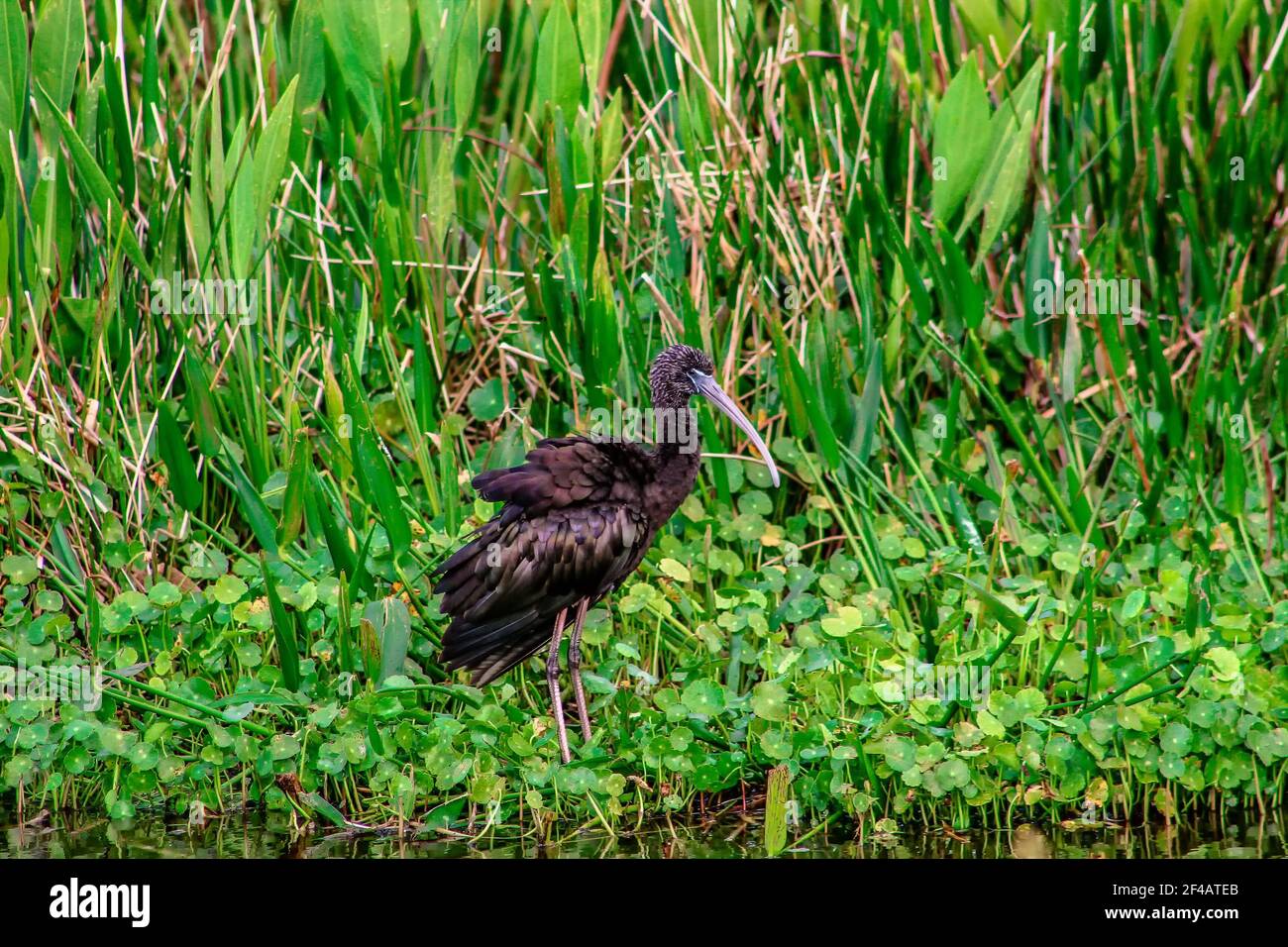 Glossy ibis at nest hi-res stock photography and images - Alamy