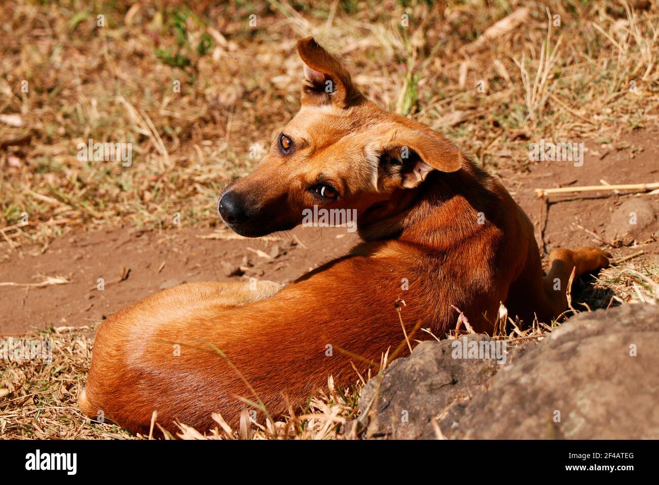 Aspin dog hi-res stock photography and images - Alamy
