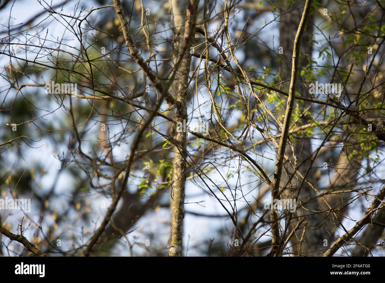 Blue-headed vireo (Vireo solitarius) perched happily on a tree limb ...