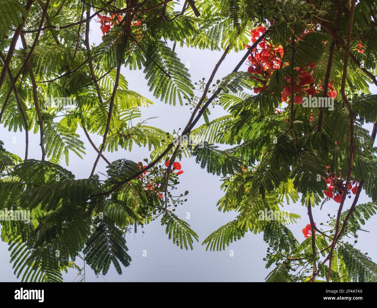 Flame tree, upper branches, Tenerife, Puerto de Santiago, background ...