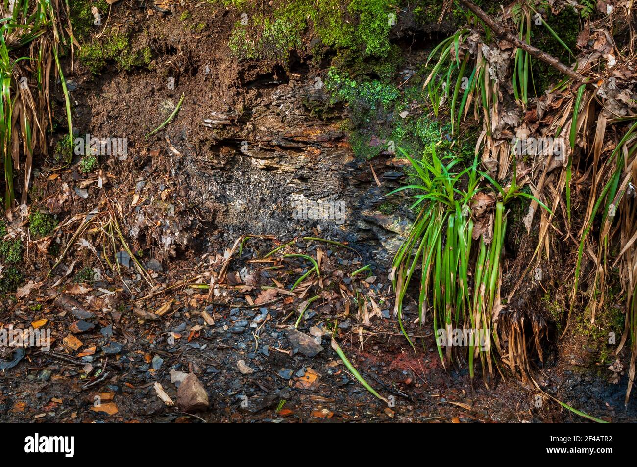 Outcrop of a small coal seam (the Ganister Coal) by a stream in ...