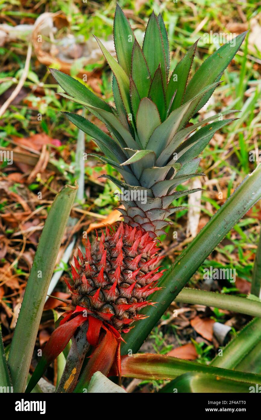 pineapple is a tropical plant with an edible fruit and the most ...