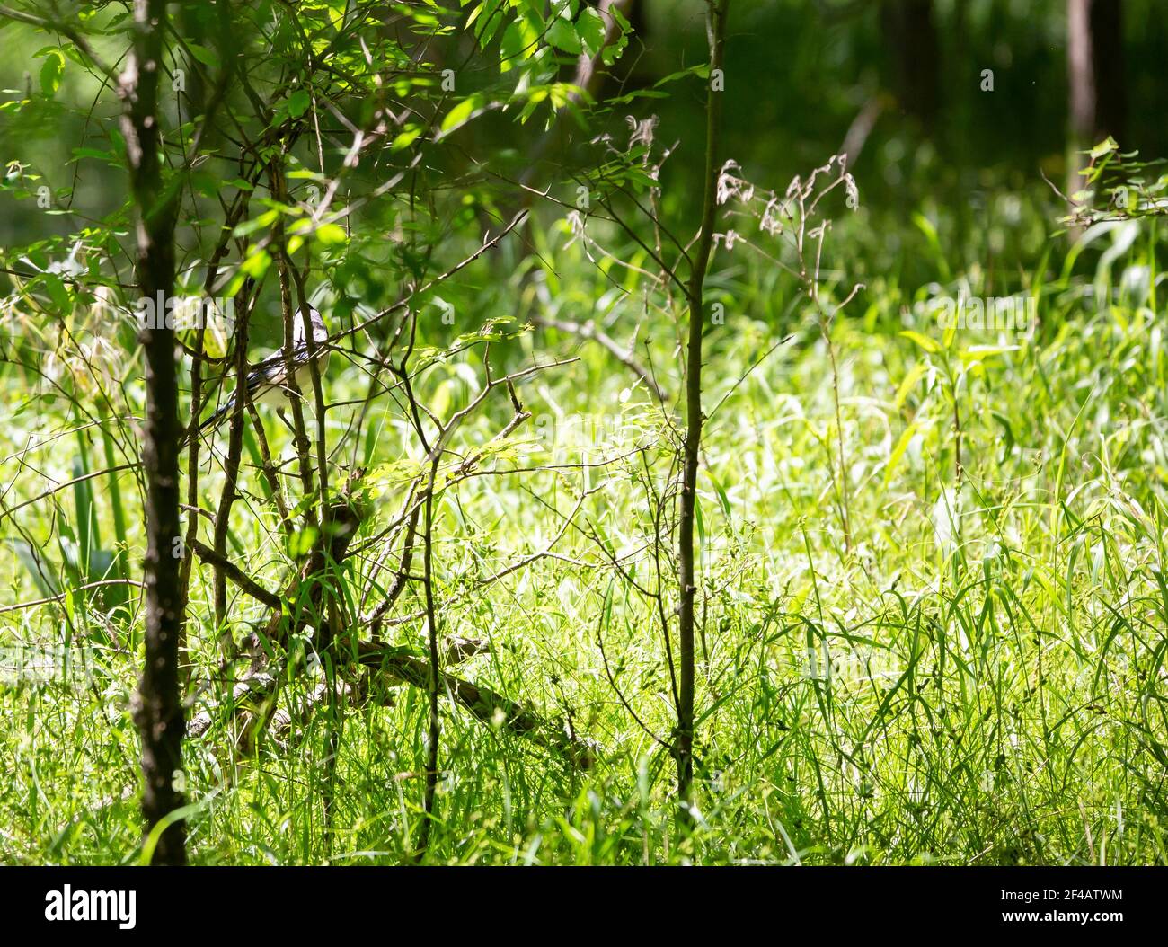 Blue jay (Cyanocitta cristata) perched on a thin bush branch Stock ...