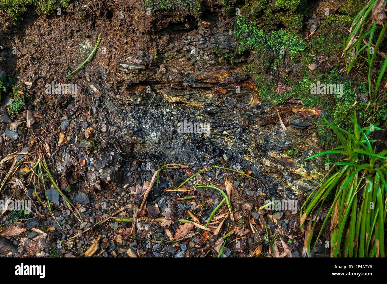 Outcrop of a small coal seam (the Ganister Coal) by a stream in ...