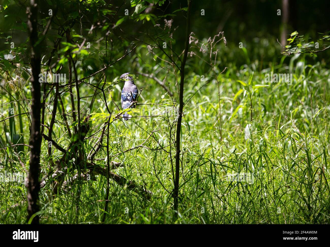 Blue jay (Cyanocitta cristata) perched on a thin bush branch, looking ...