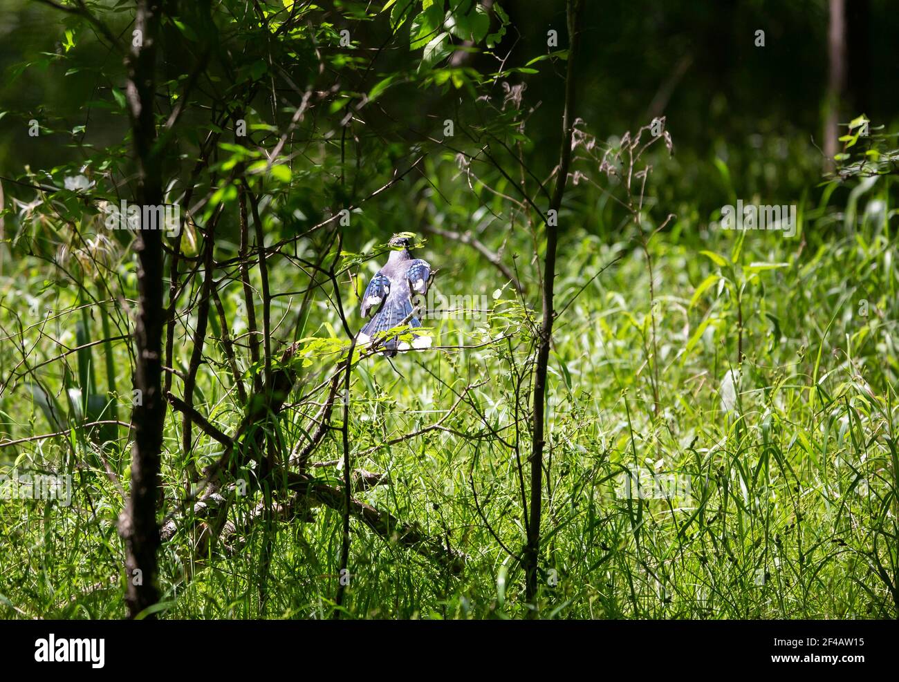 Blue jay (Cyanocitta cristata) perched on a thin bush branch Stock ...