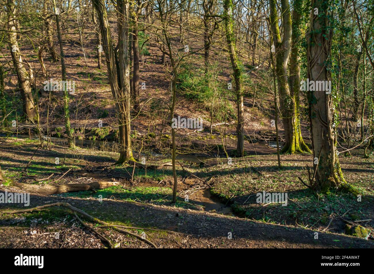 Junction of a small stream with the Limb Brook, in Ecclesall Woods ...