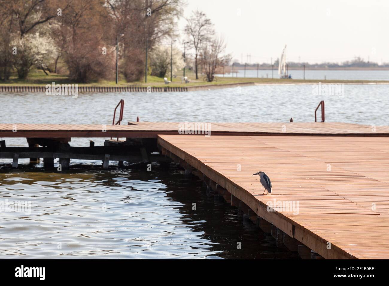 Black Crowned night heron, also called Nycticorax, standing on a pier ...
