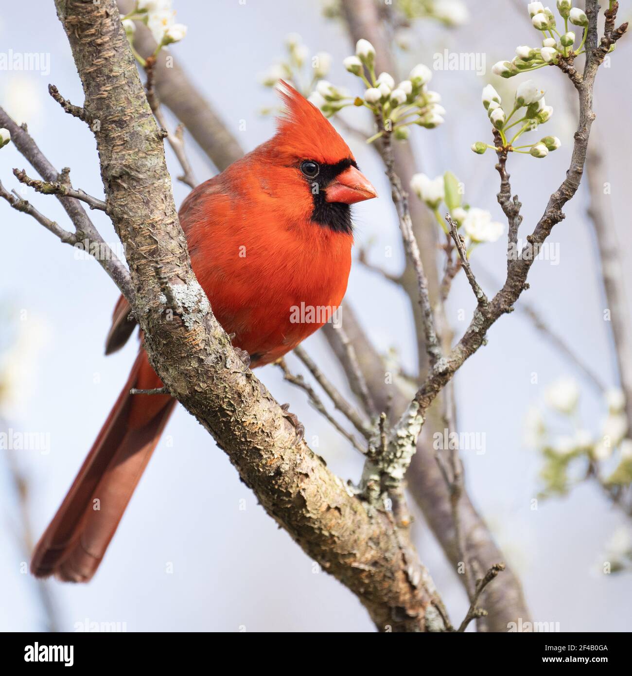 Northern Cardinal in Plum Tree Stock Photo - Alamy