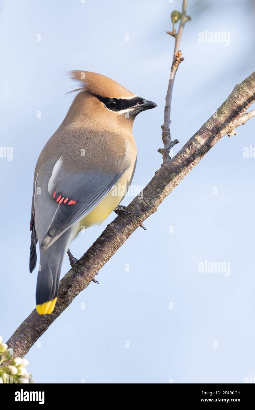 Cedar Waxwing in Plum Tree Stock Photo - Alamy