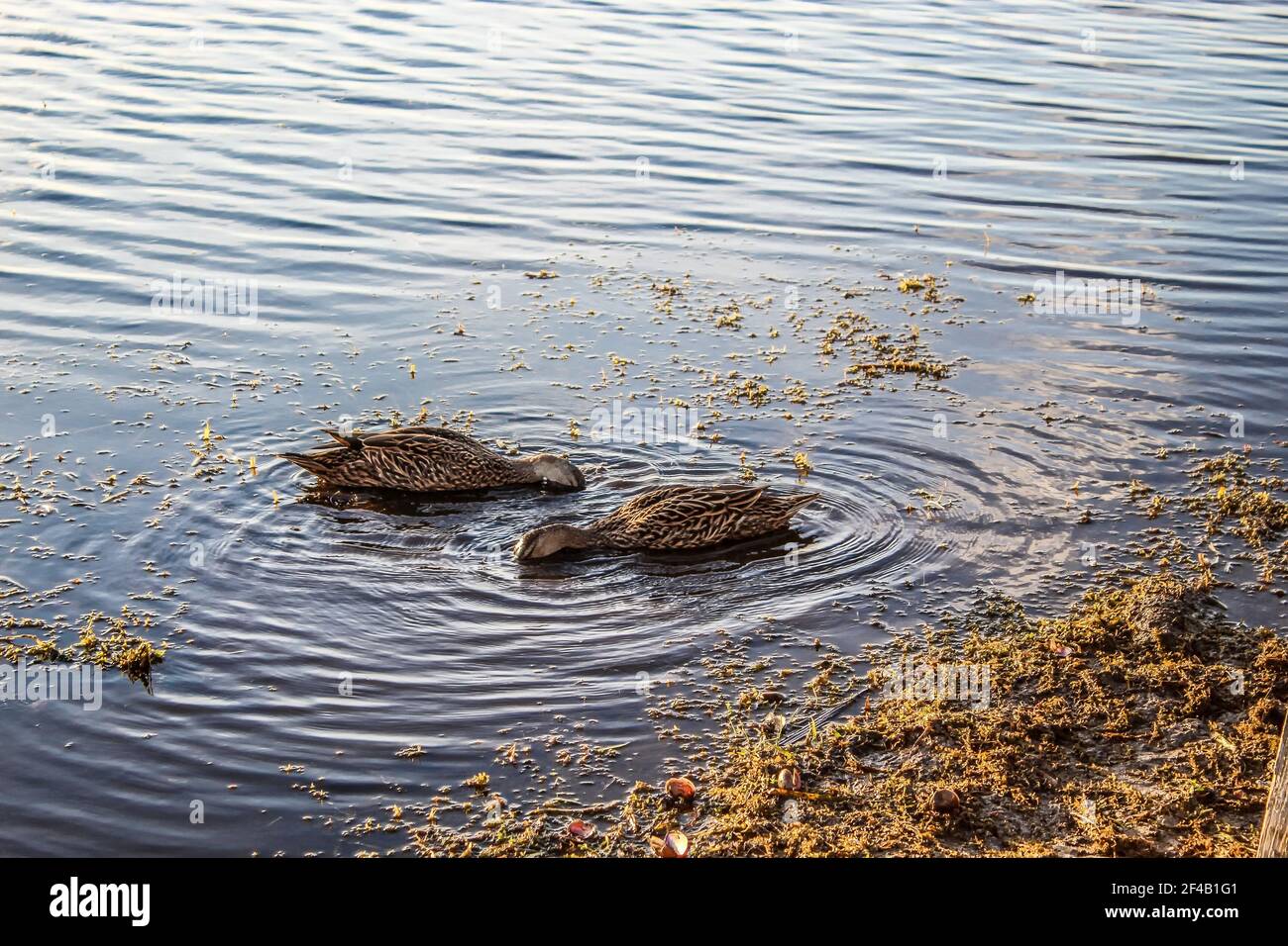Two brown ducks look for food in Florida swamp Stock Photo - Alamy