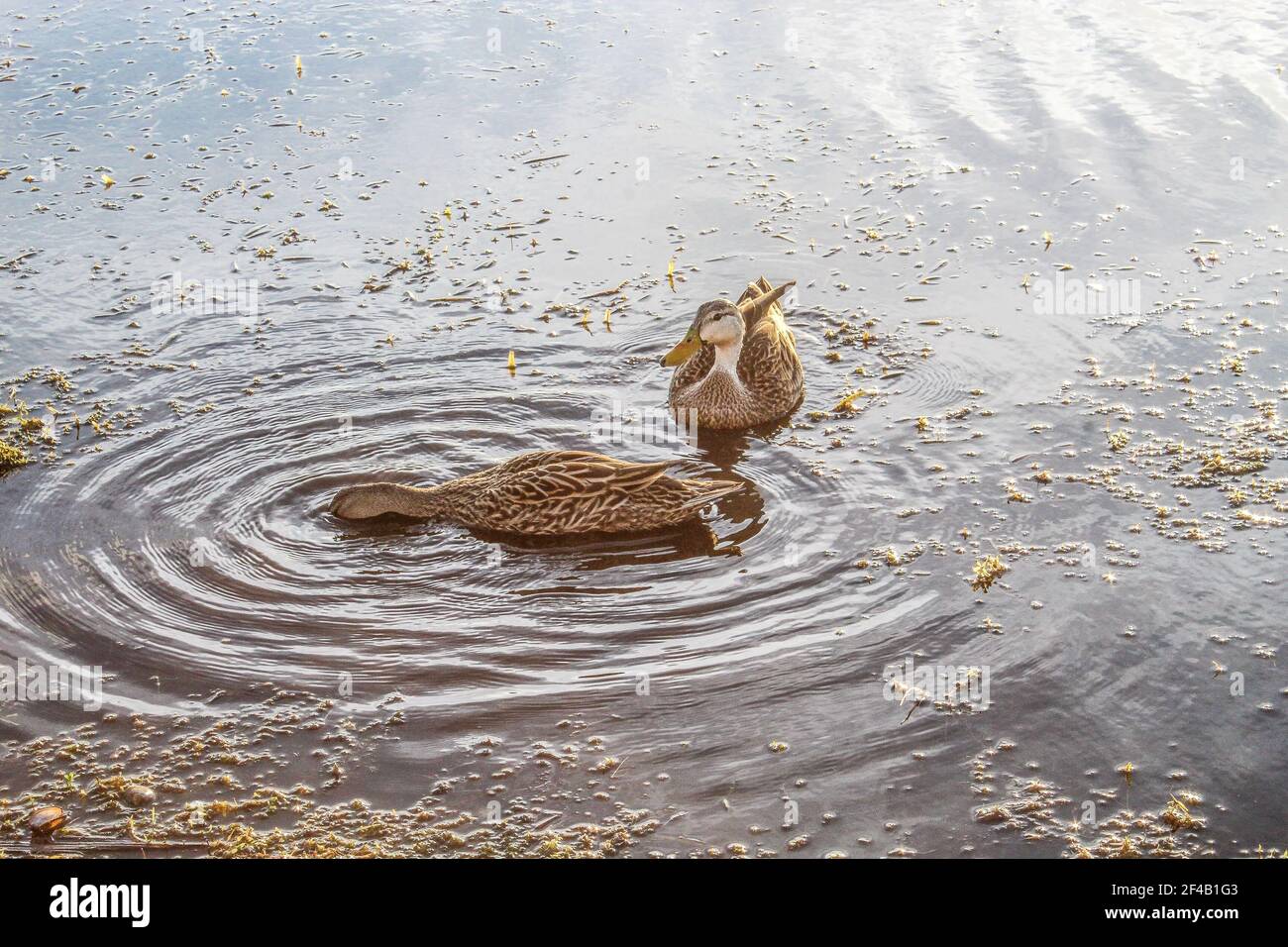 Two floating ducks hi-res stock photography and images - Alamy