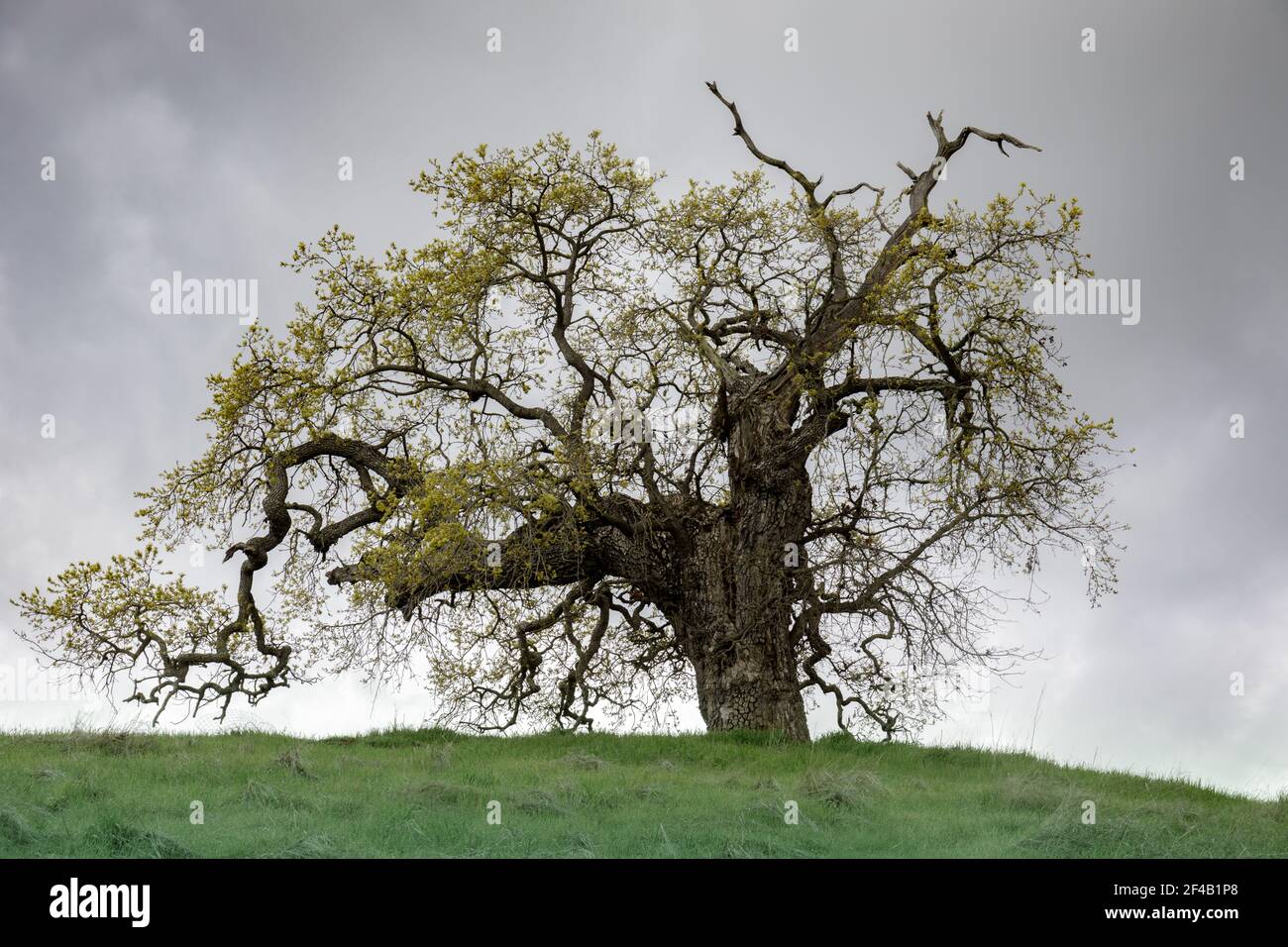 Lone oak tree on hill hi-res stock photography and images - Alamy