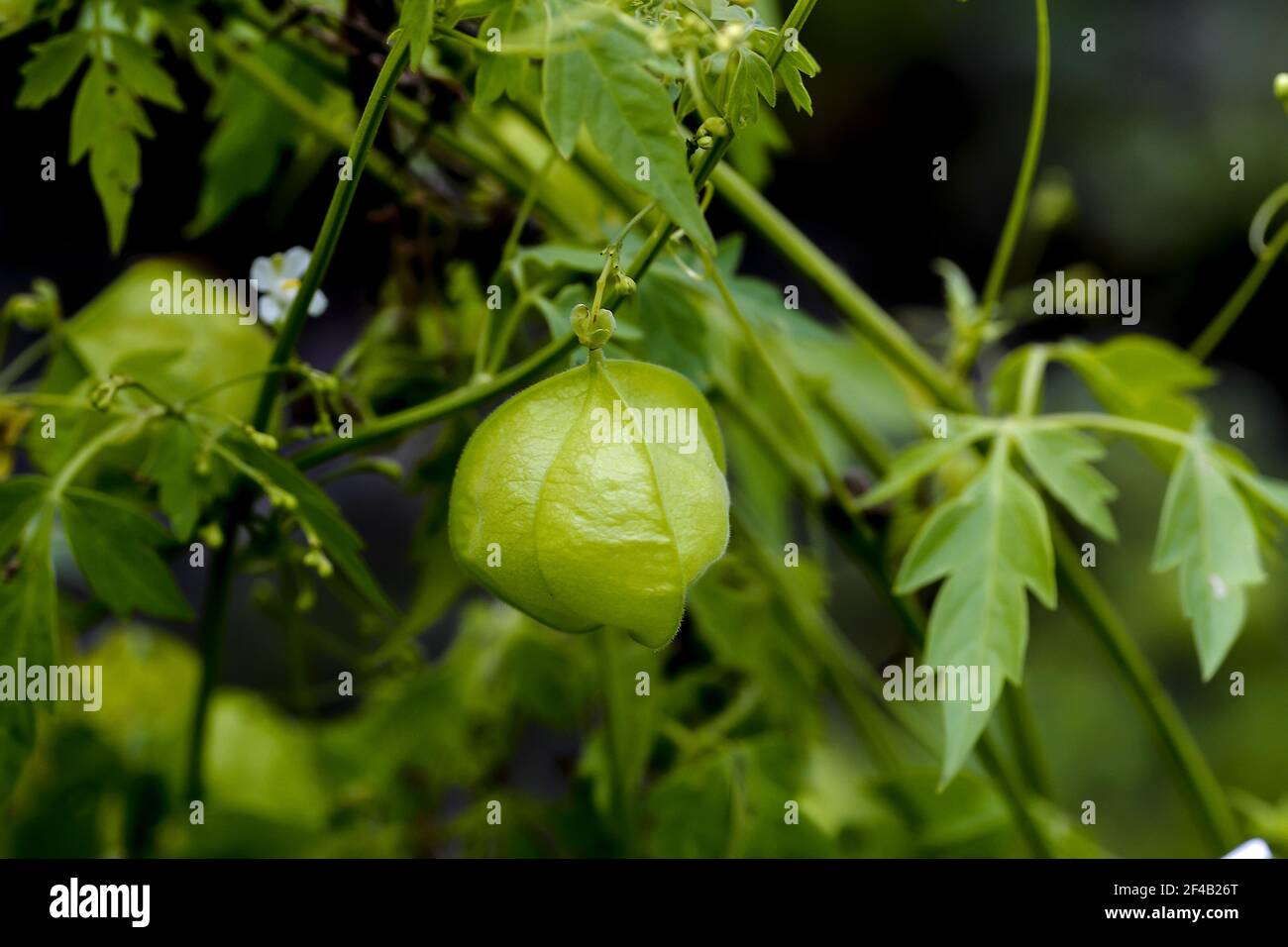 Cardiospermum halicacabum hi-res stock photography and images - Alamy