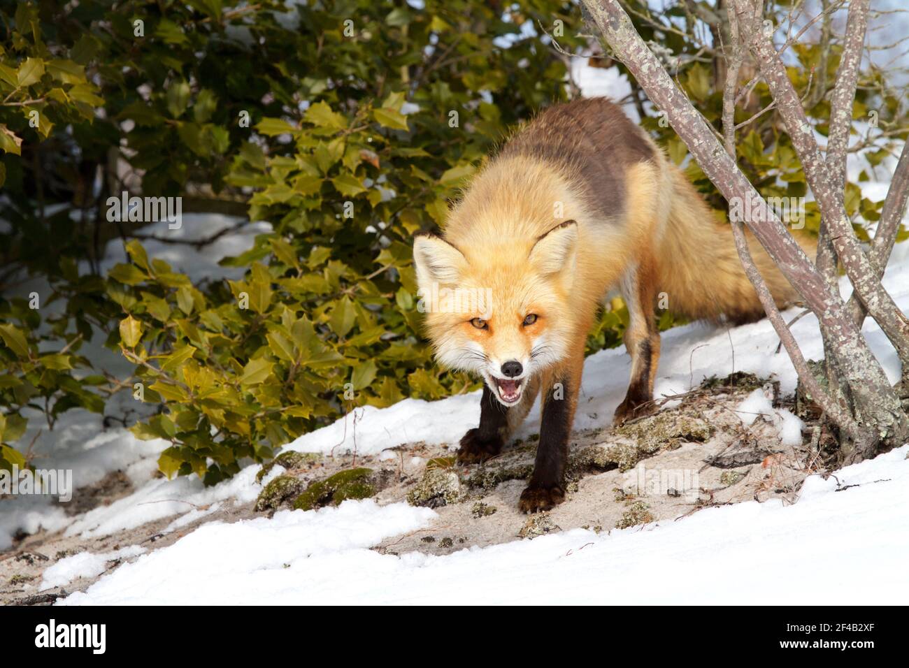 Fox on prowl hi-res stock photography and images - Alamy