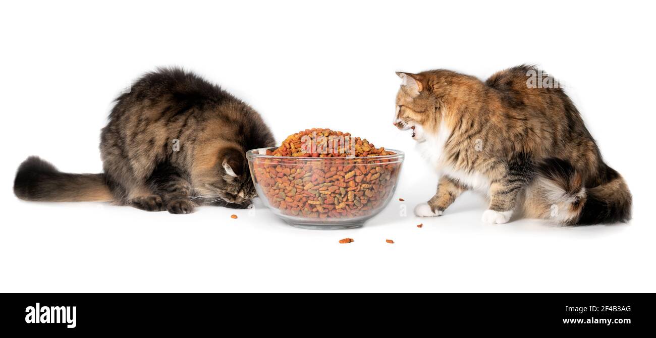 Two cats eating kibbles out of bowl. Cute long hair kitties in a ...