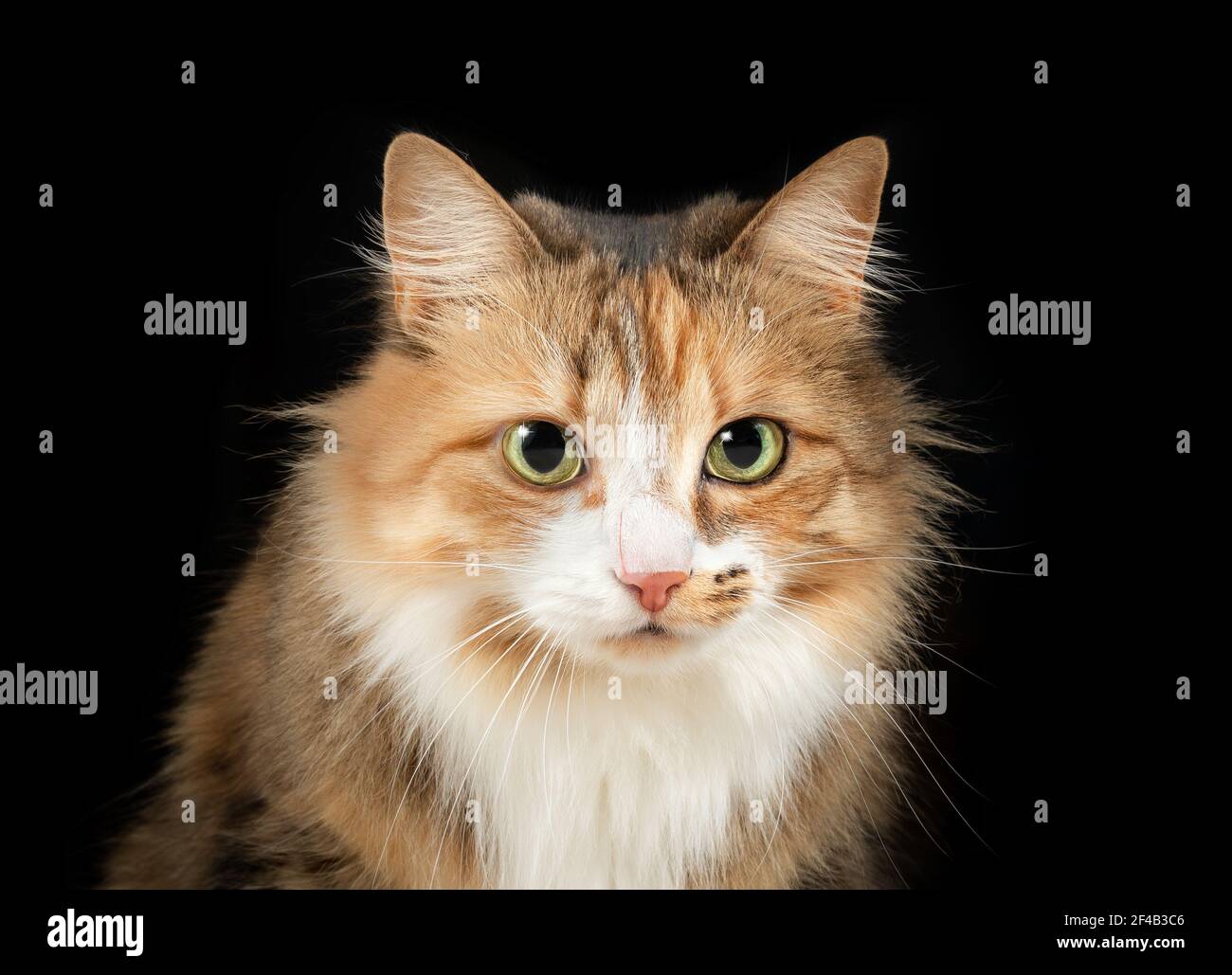 Scratch face hi-res stock photography and images - Alamy