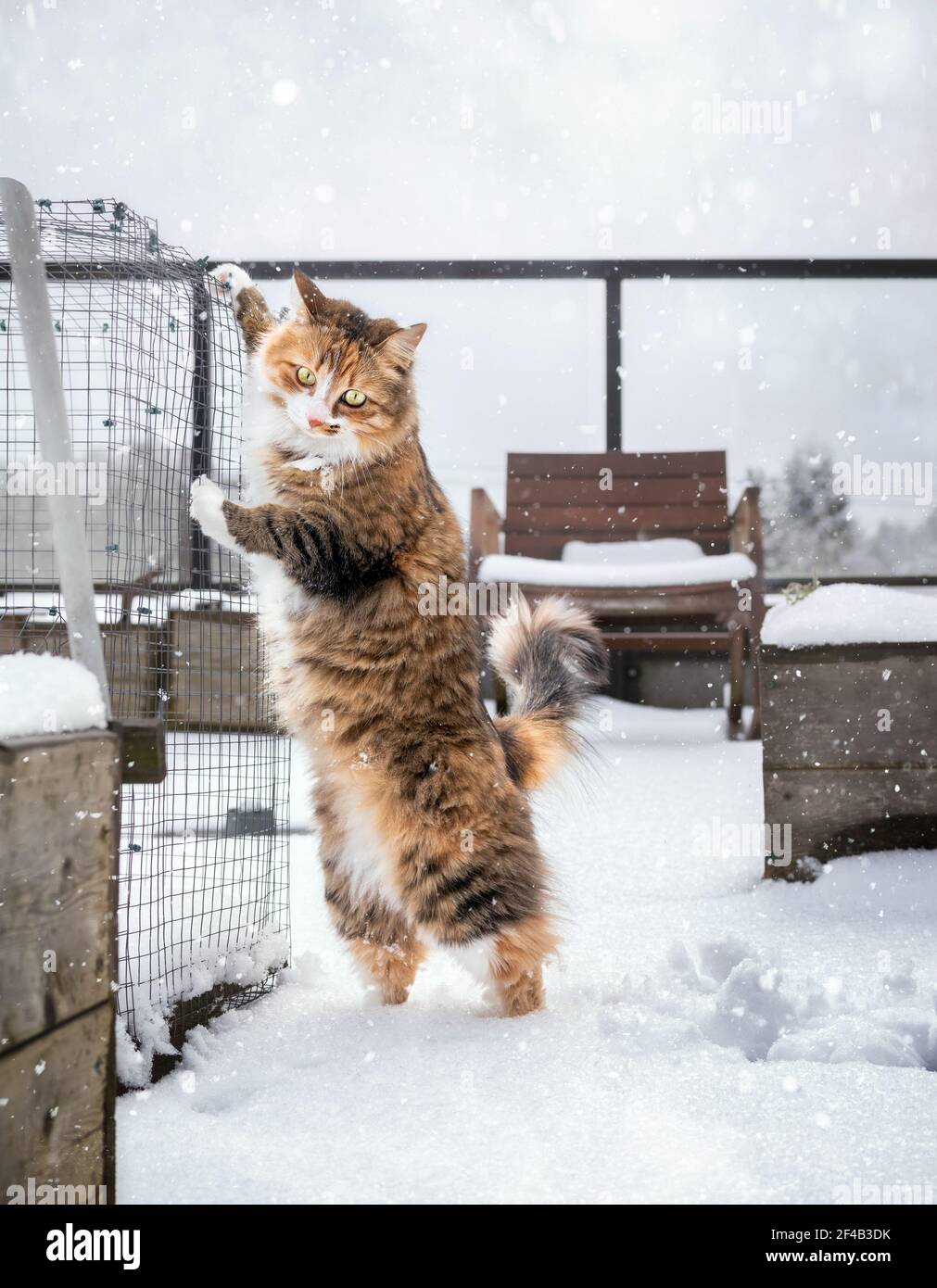 Cat Standing On Hind Legs Snow
