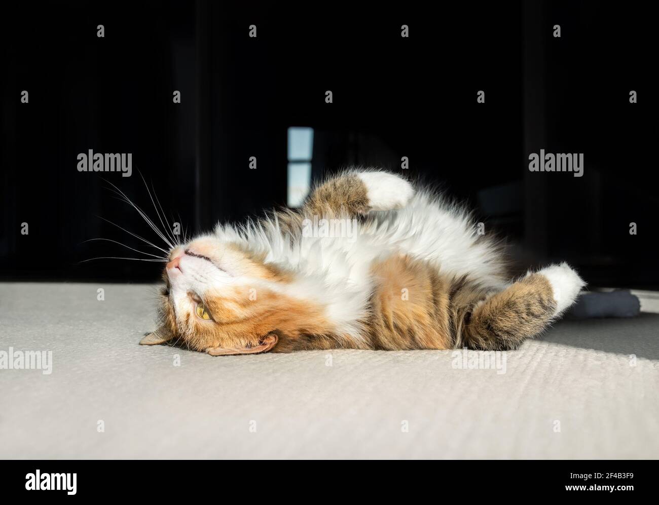 Cat in belly up position looking at the ceiling. Relaxed orange white ...