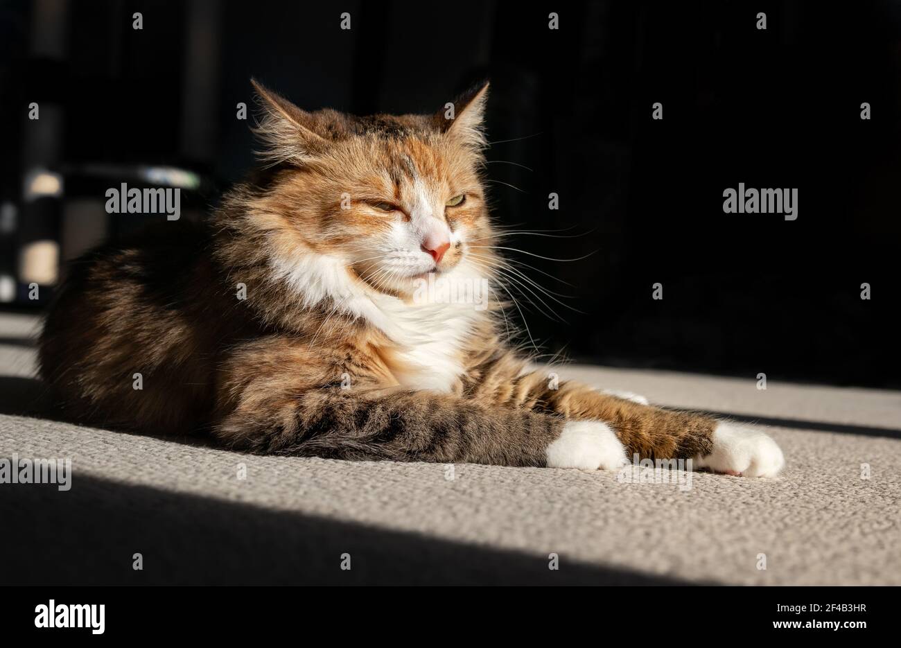 Cat sunbathing or sleeping in the sun, inside. Relaxed fluffy female ...