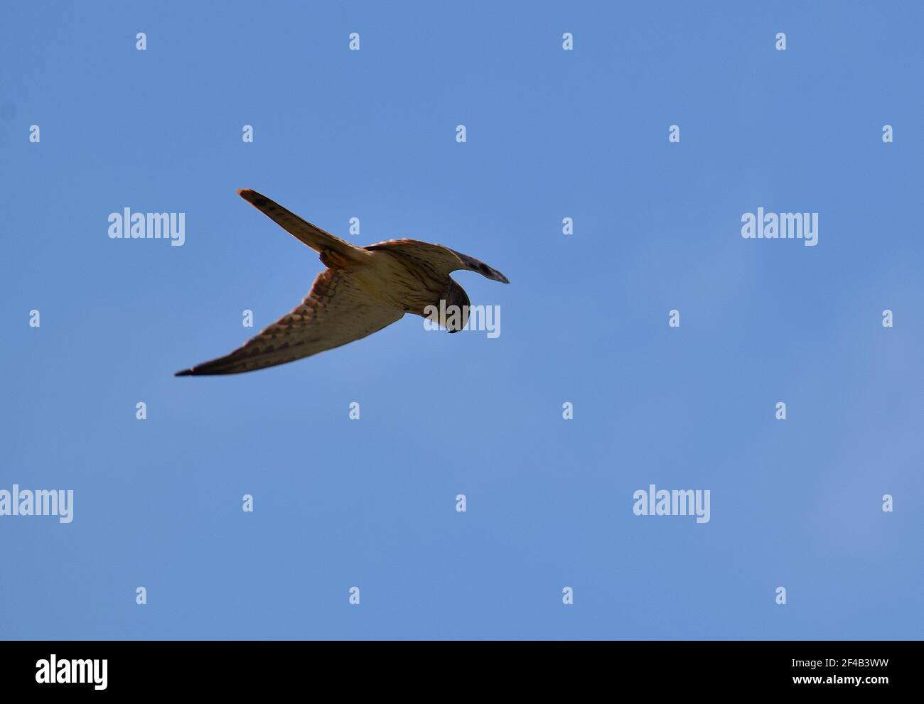Little Falcon Flying in the Wind Stock Photo - Alamy