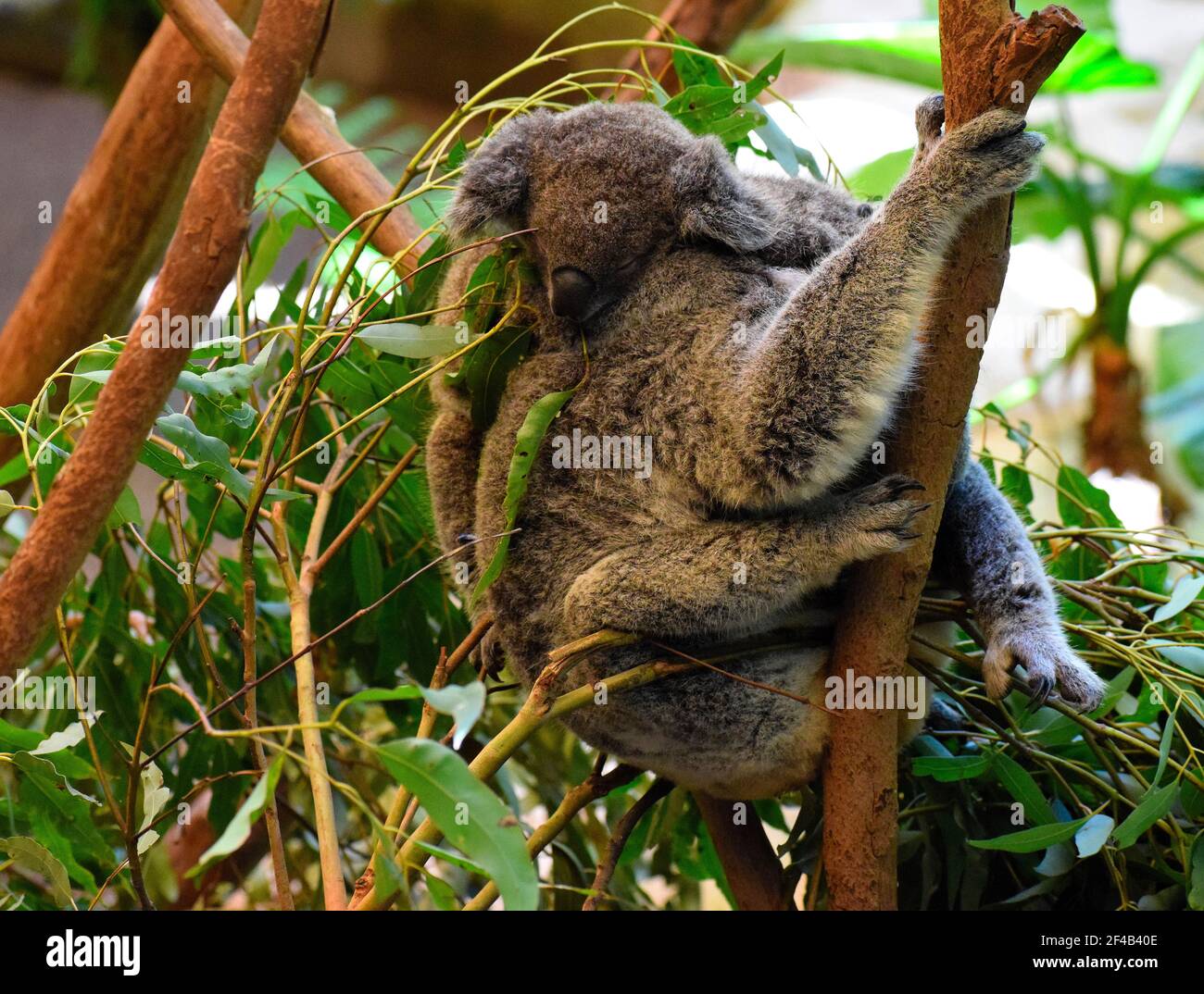 Baby Koala on Mothers back Stock Photo - Alamy