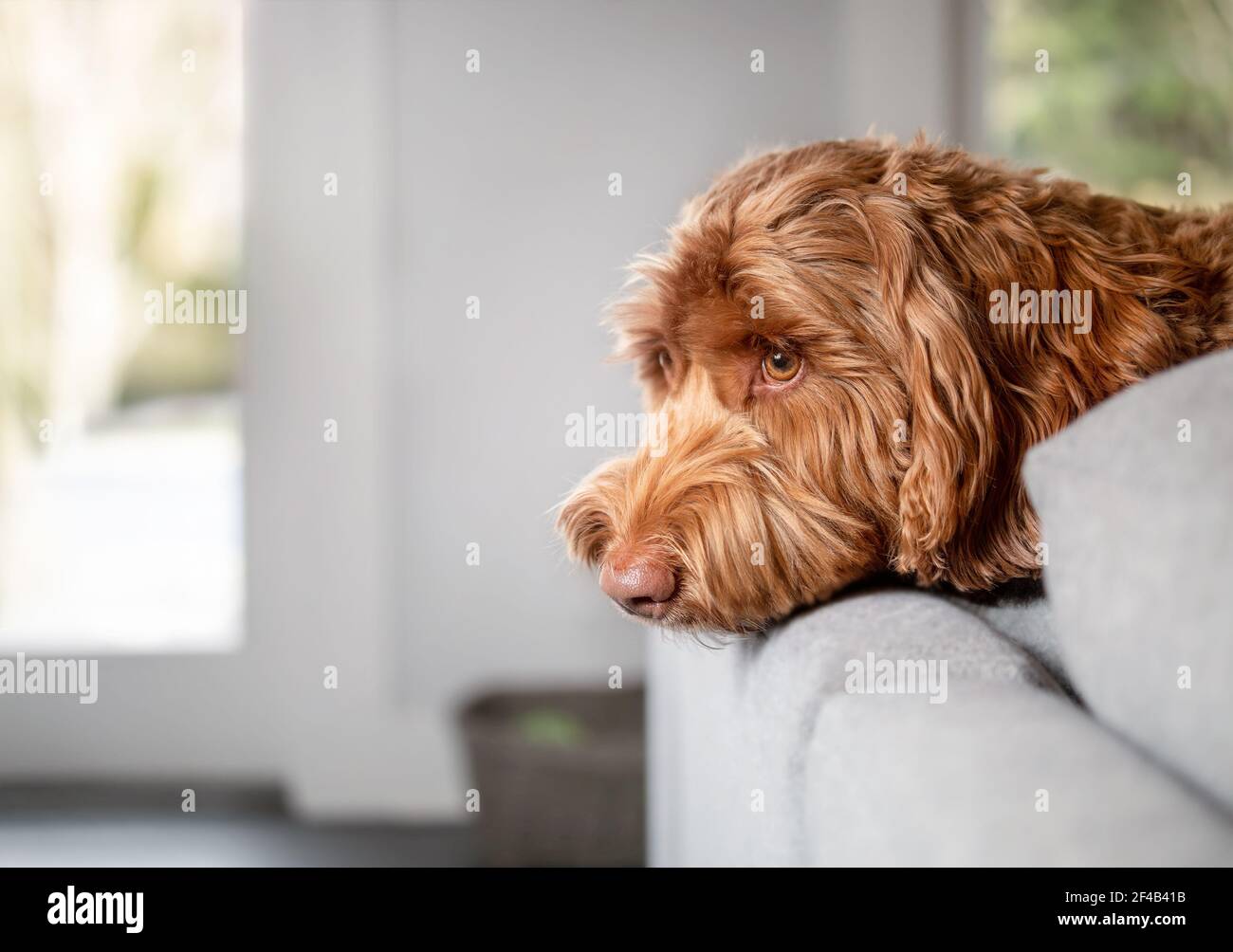 Labradoodle dog head side profile. Beautiful red female dog resting ...